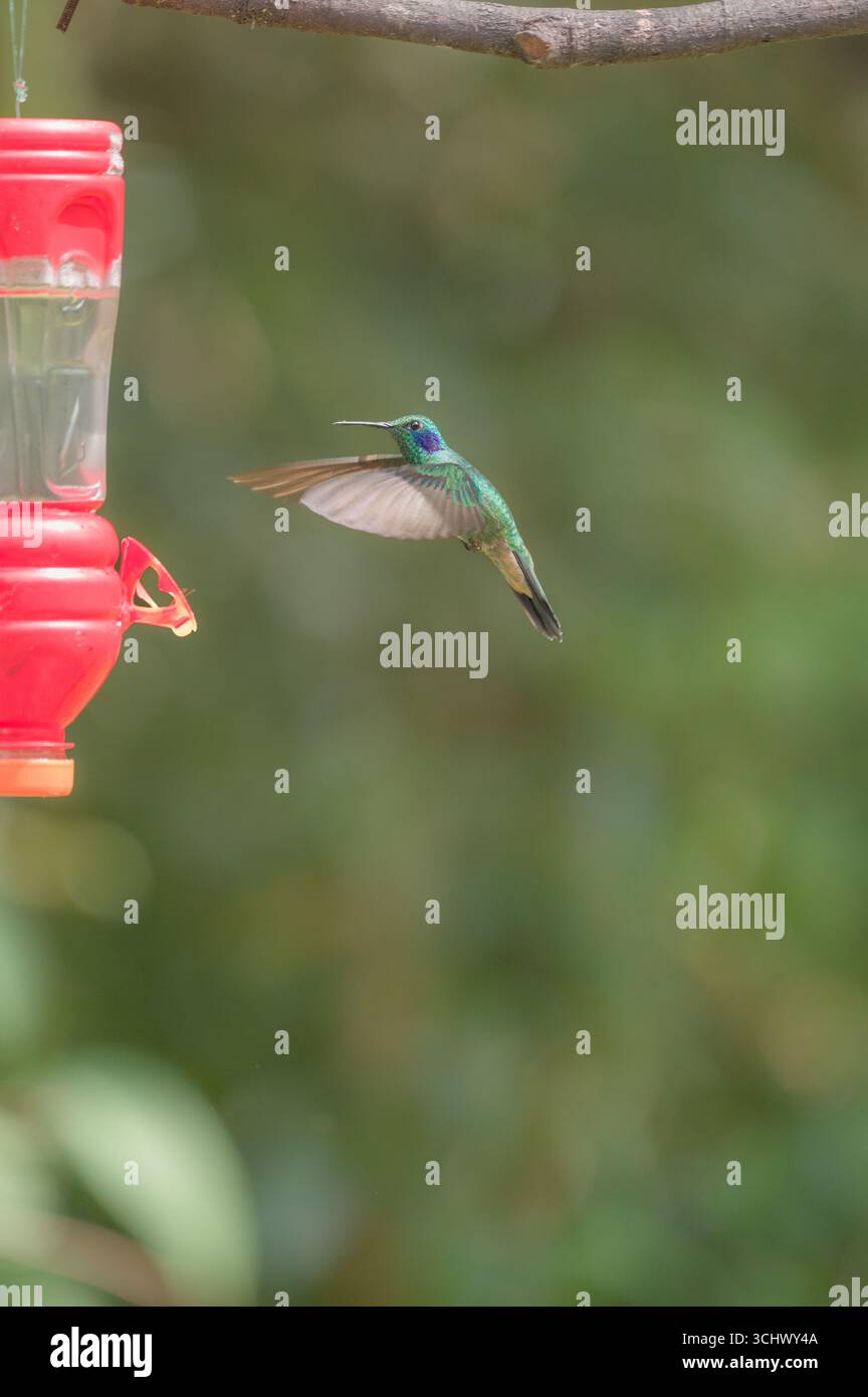 Violetear bird hi-res stock photography and images - Alamy