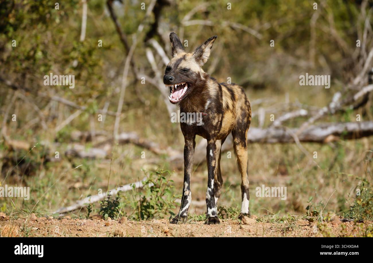 African wild dog showing his teeth Stock Photo - Alamy