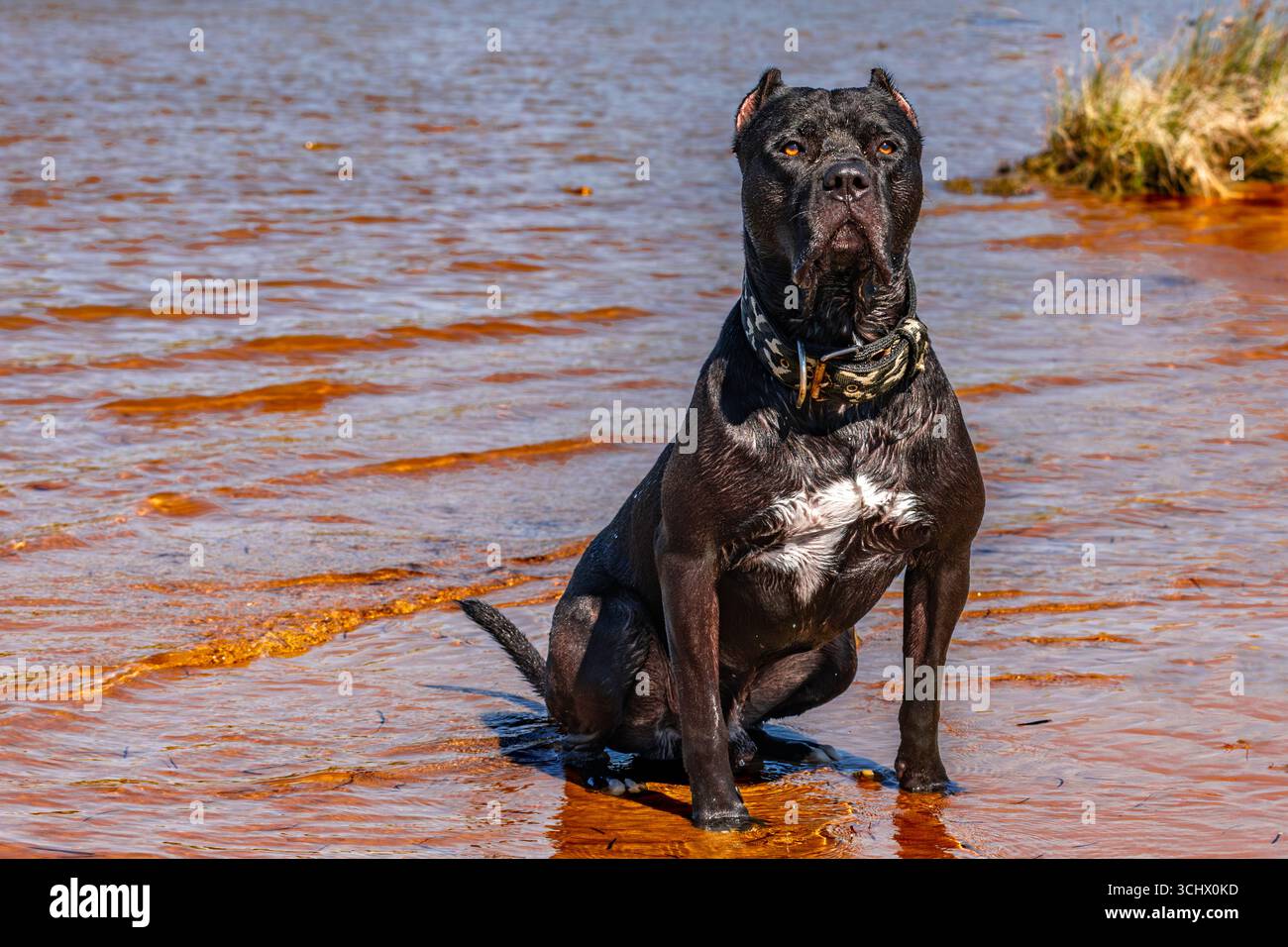 A black guard dog sits on the seashore, guarding a Cane Corso, a fierce ...