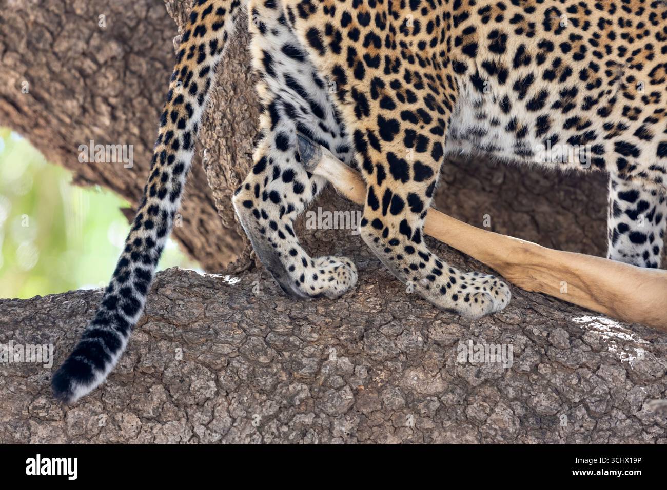 A leopard has left prey in a tree - the leg of an impala and parts of ...