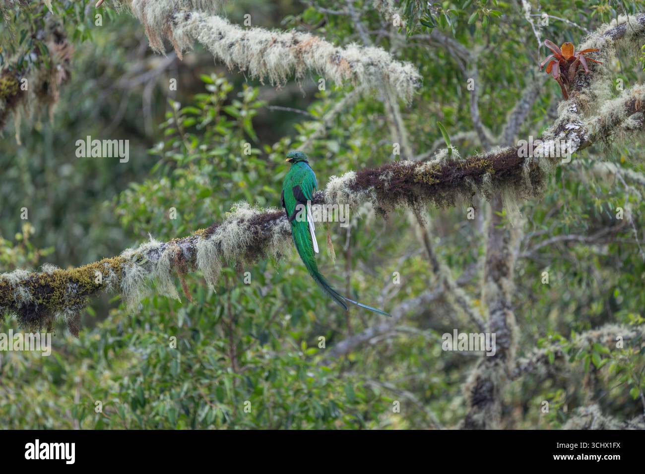 Resplendent quetzal perched in hi-res stock photography and images - Alamy