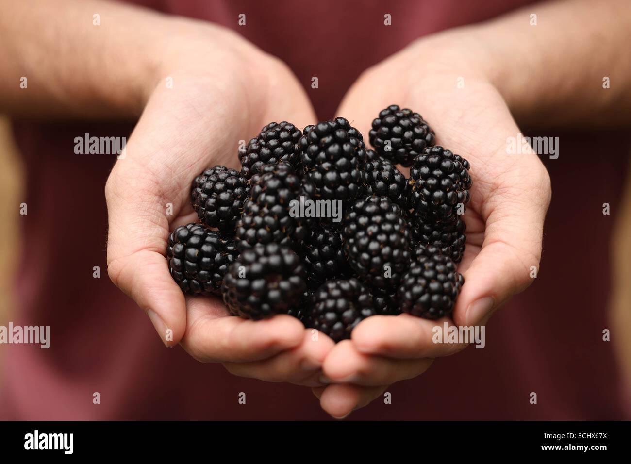 EDITORIAL USE ONLY Blackberries are picked at Clock House Farm in ...
