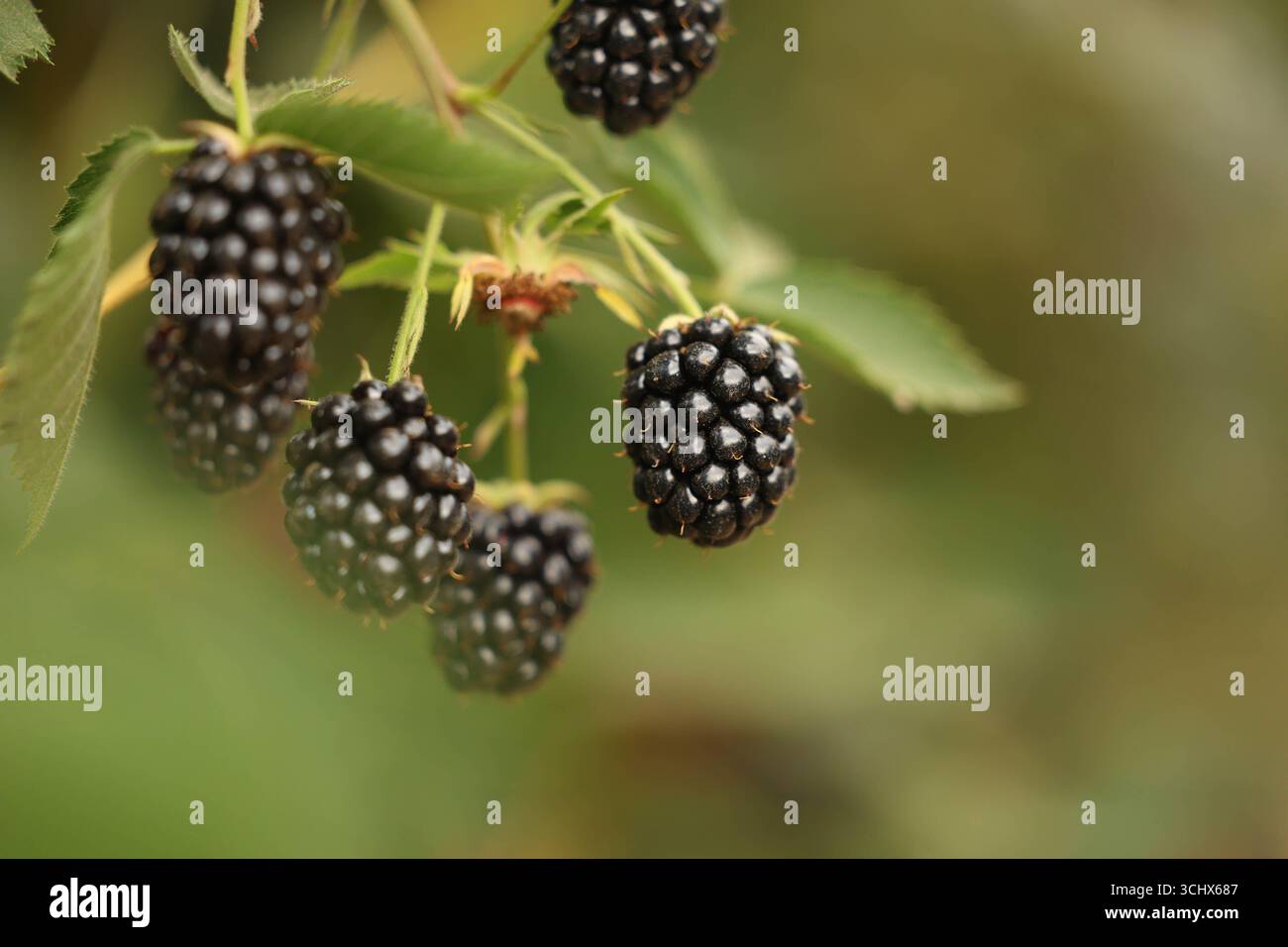 EDITORIAL USE ONLY Blackberries are picked at Clock House Farm in ...