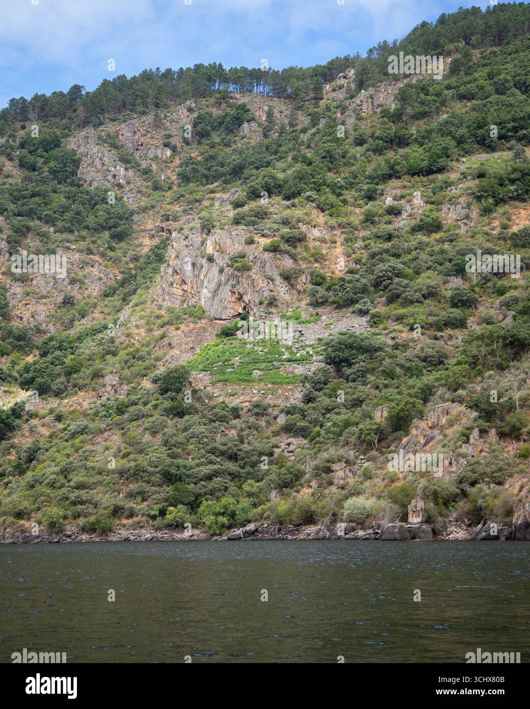Vineyards on the slopes of the Sil Canyon in the Ribeira Sacra region ...