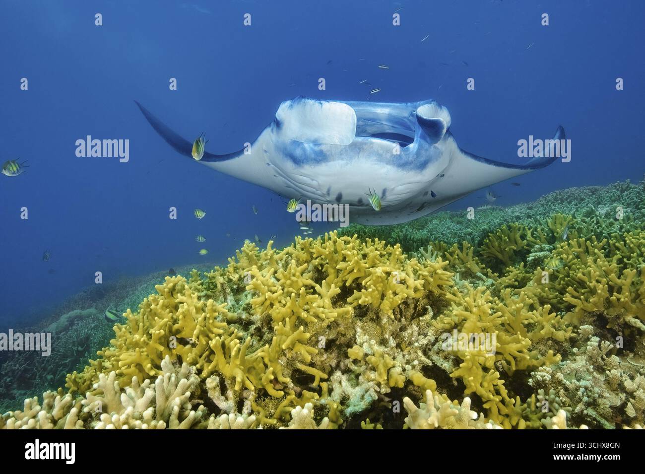 Underwater photo of coastal reef manta ray (Mobula alfredi) synonym ray ...