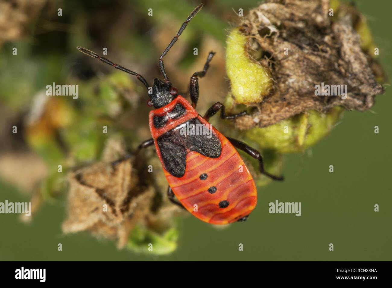 Pyrrhacoris apterus hi-res stock photography and images - Alamy