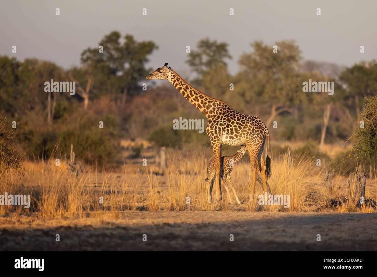 A Thornicroft giraffe mother nurses her newborn in the best light ...