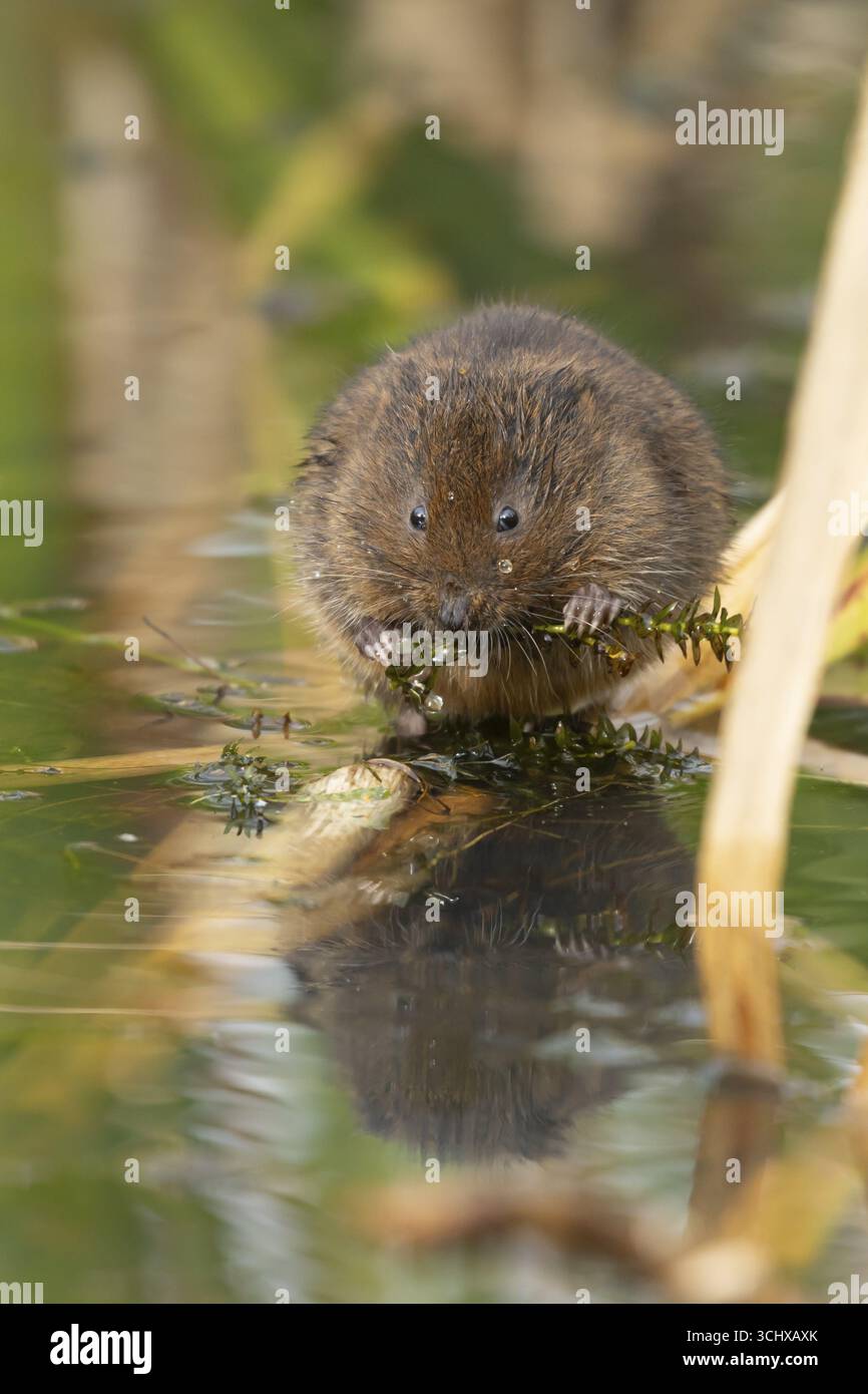 Water vole (Arvicola amphibius) adult animal eating pond weed on a lake ...