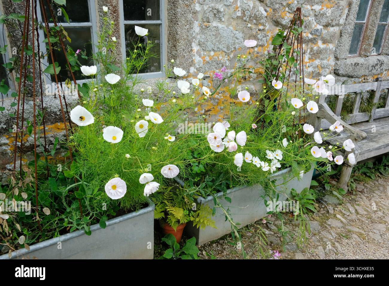 Flowering Cosmos in galvanised trough containers - John Gollop Stock ...