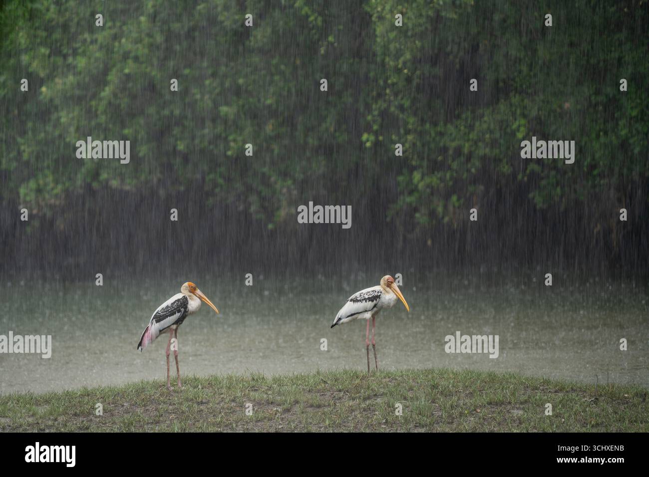 View of two painted storks stand gracefully on a rain-soaked field ...