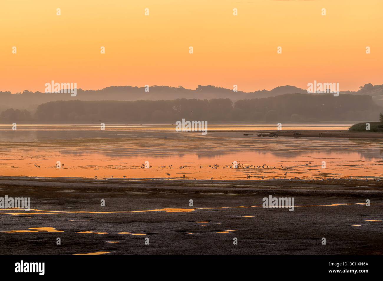 Chew Valley lake and gulls at sunrise August 2025 with low water making ...