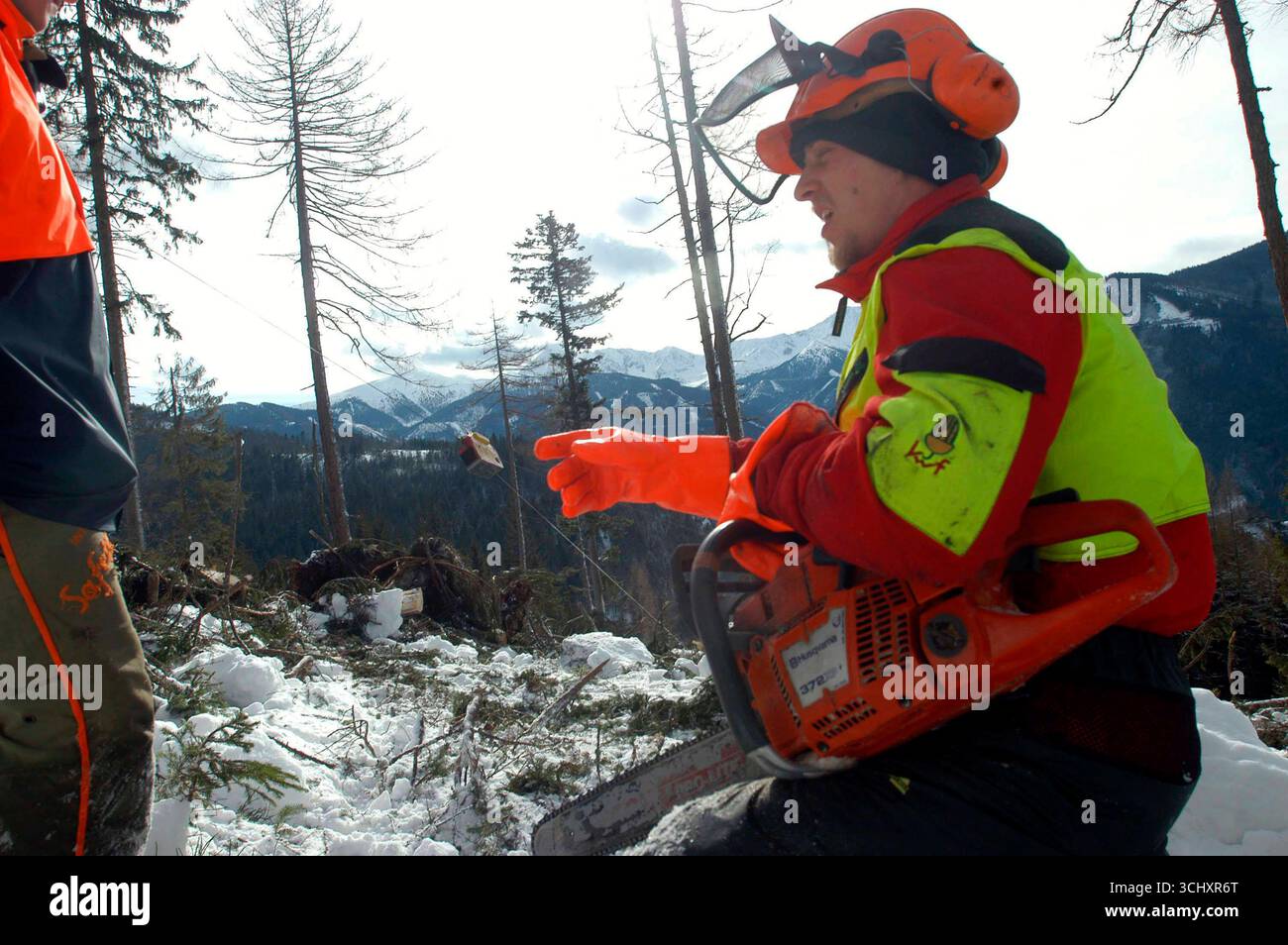 forest workers in a forest working together as a team forest workers in ...