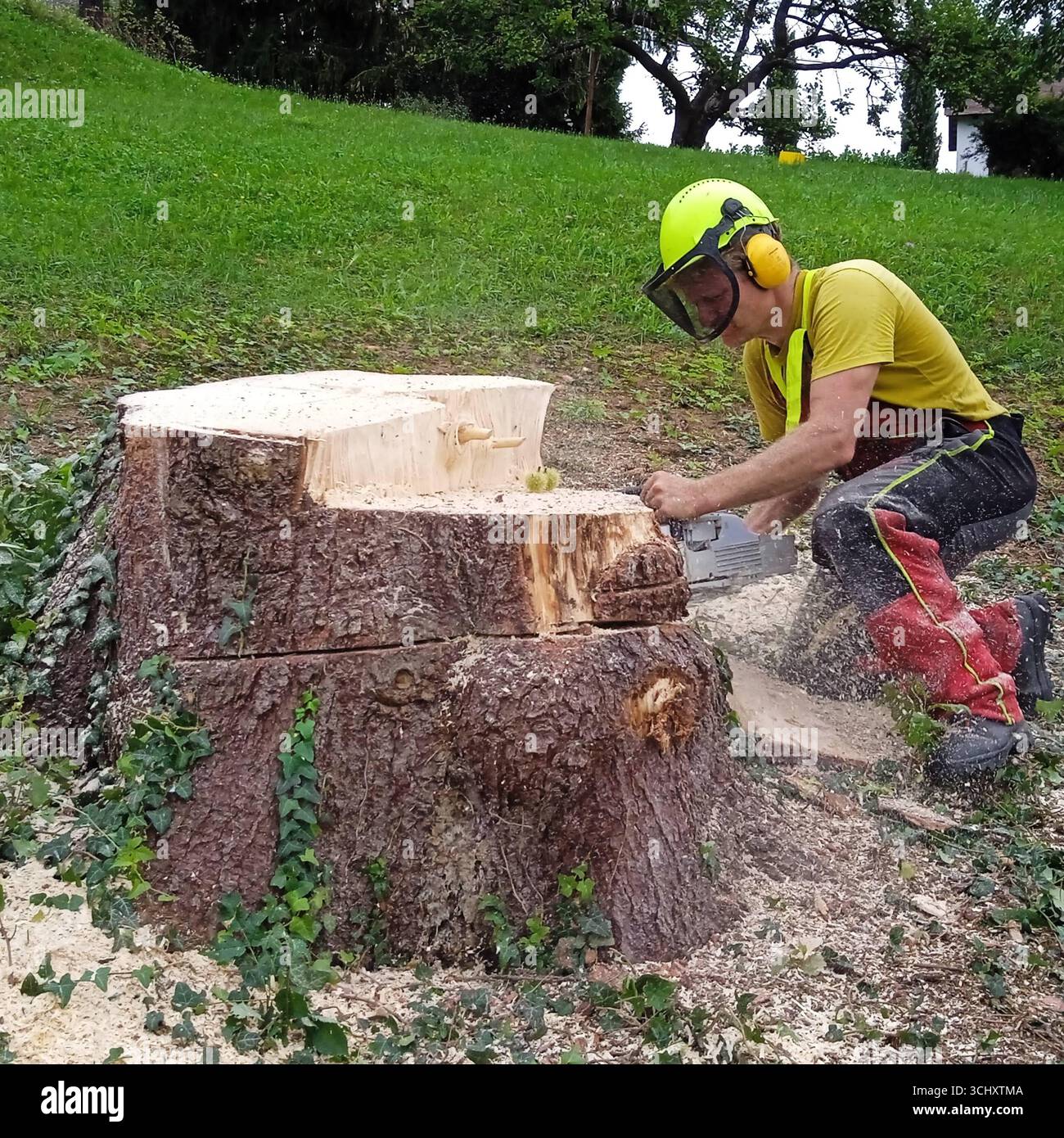 a lumberjack with a chainsaw cutting trees in the forest Lumberjack ...