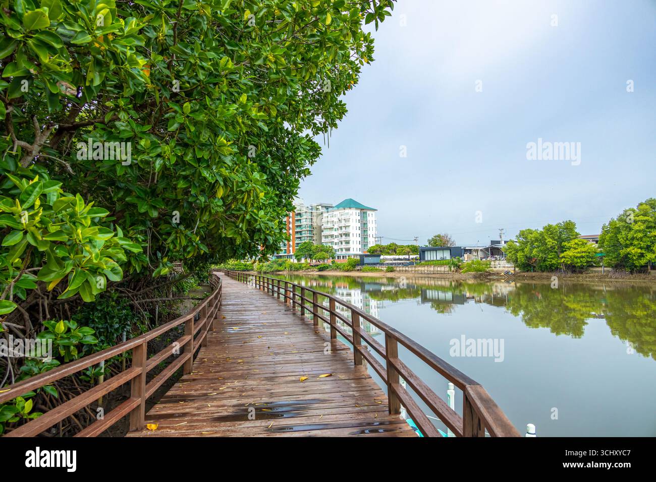 Mangrove forest exploration path walking trail , Wooden walkway bridge ...