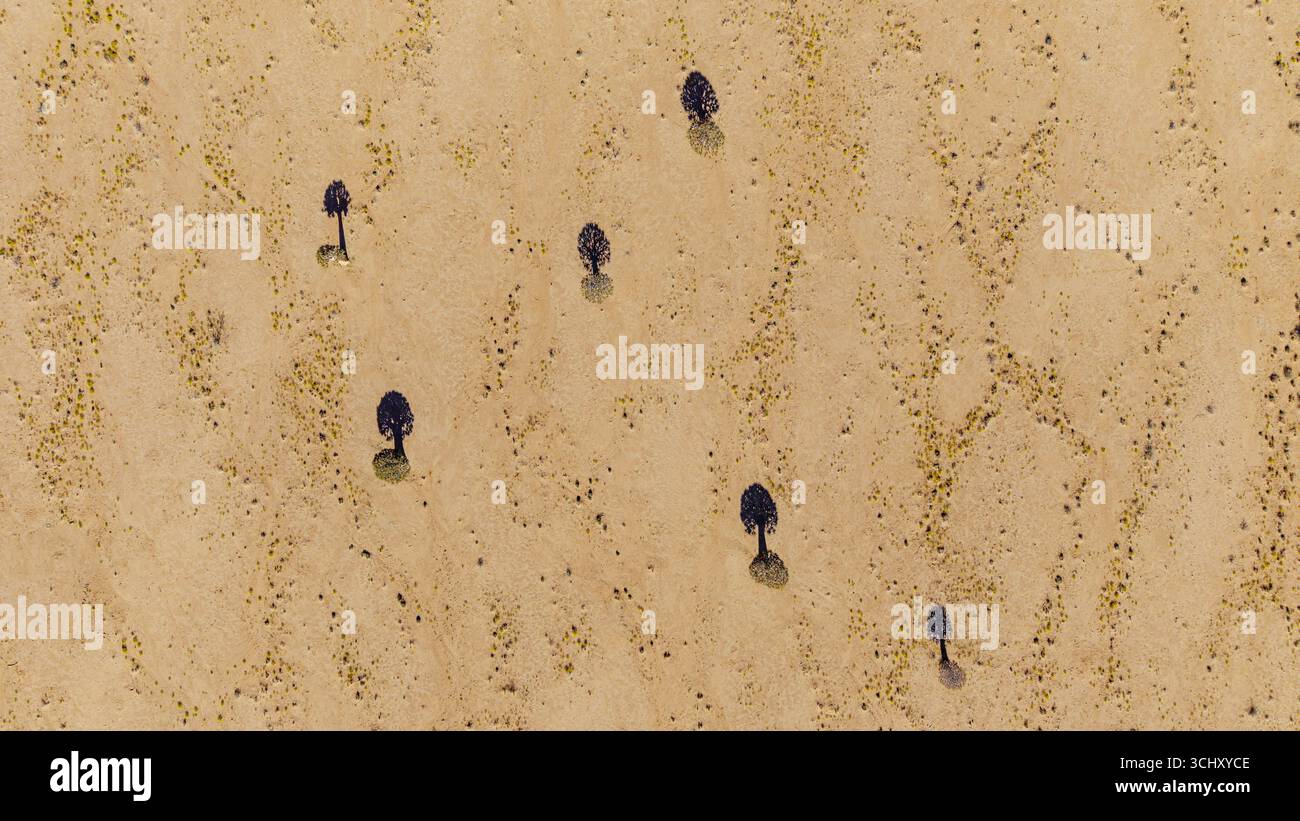 Aerial view of scattered trees casting long shadows across the arid ...