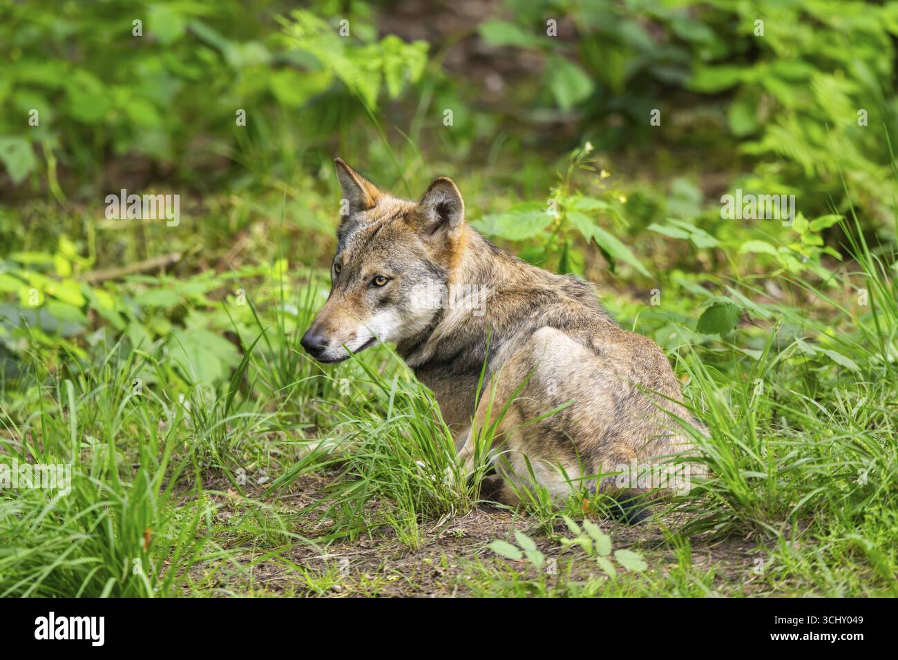 Eurasian wolf canis lupus lupus lying in a forest hi-res stock ...