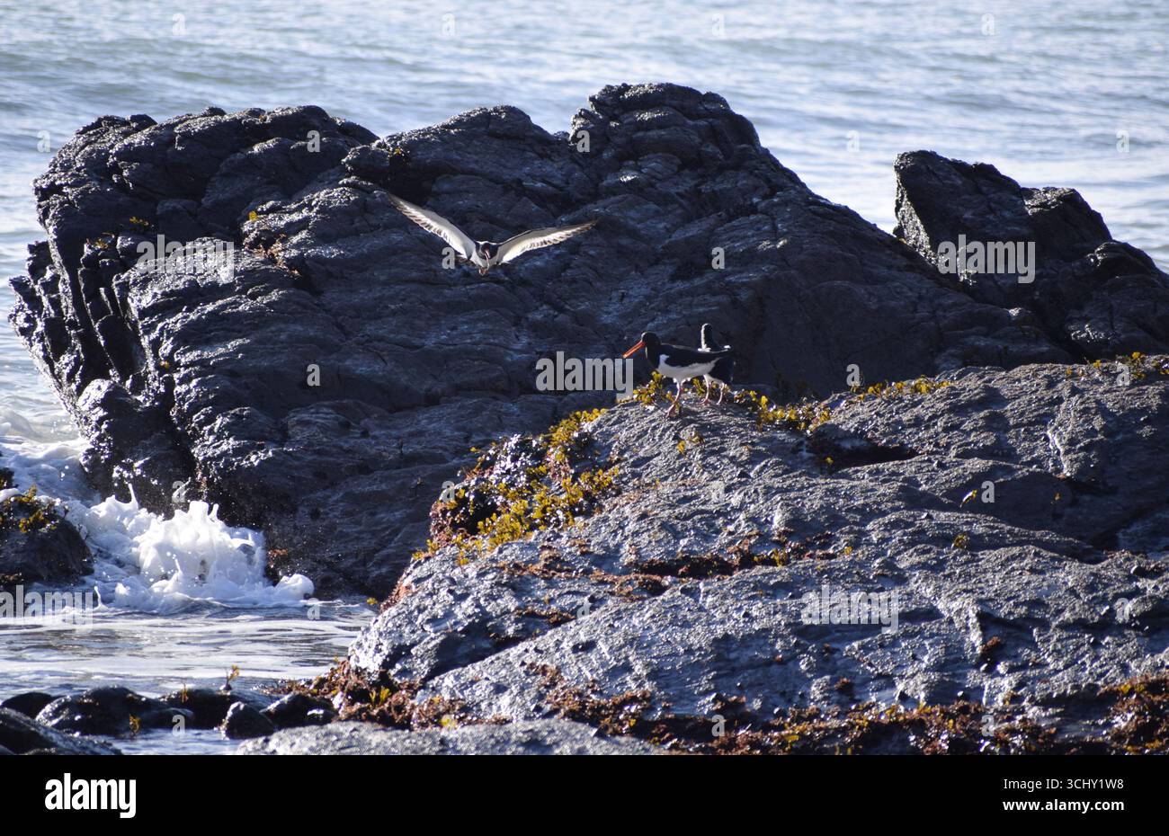 Oystercatchers on a rock and another one flying in to join them ...