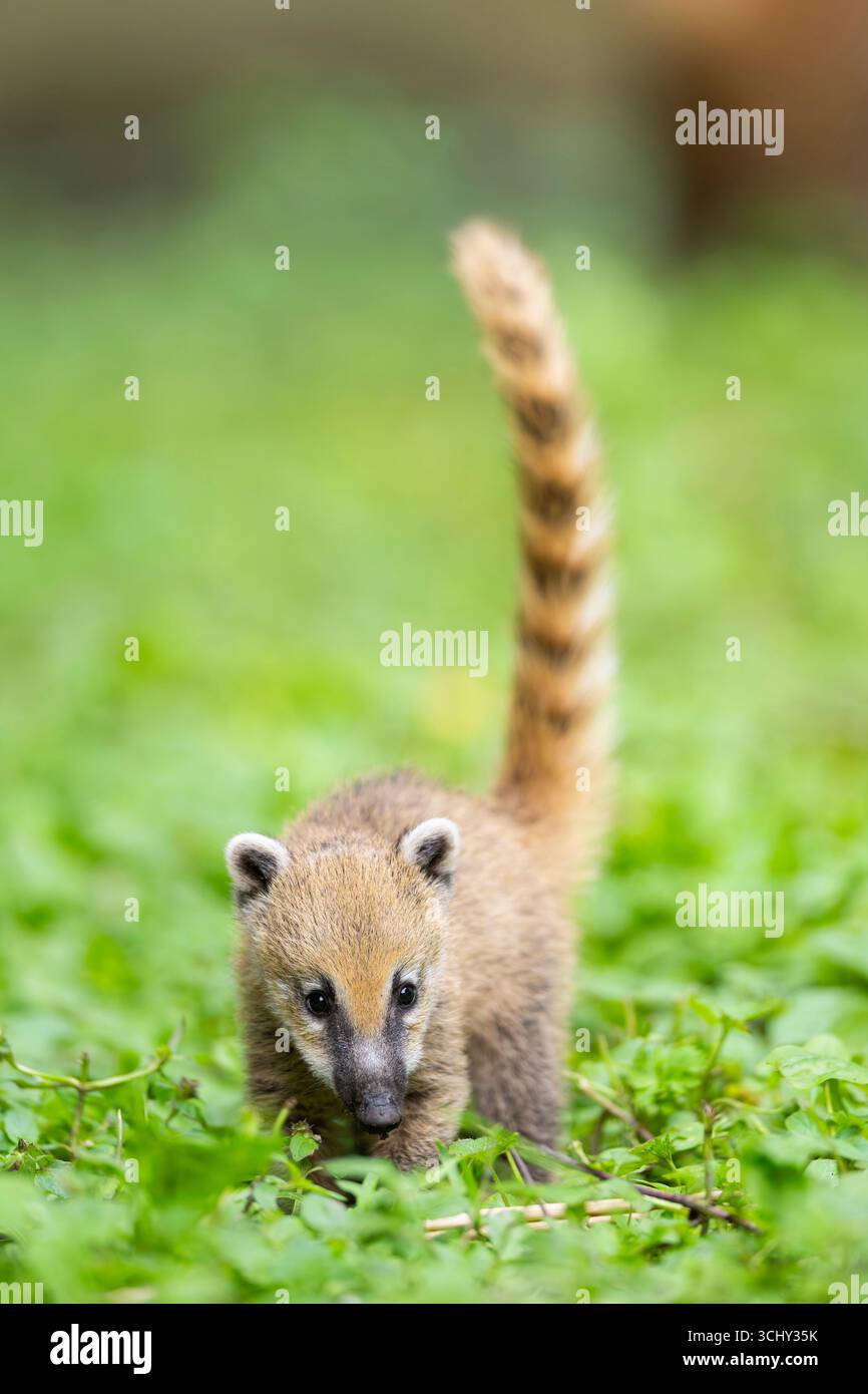 South american coati nasua nasua walking on the ground hi-res stock ...