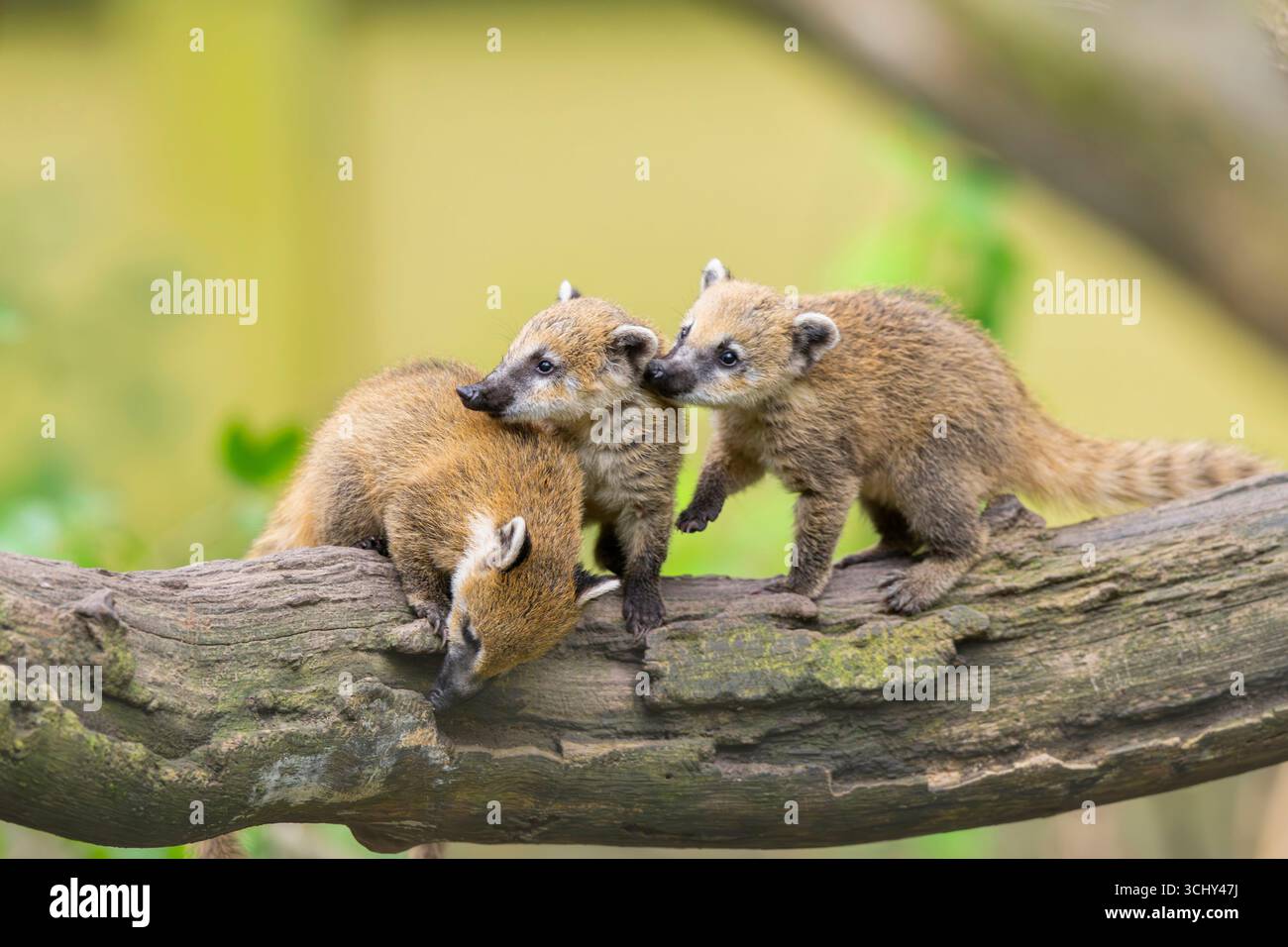 coatimundi, common coati, brown-nosed coati, South American coati, ring ...