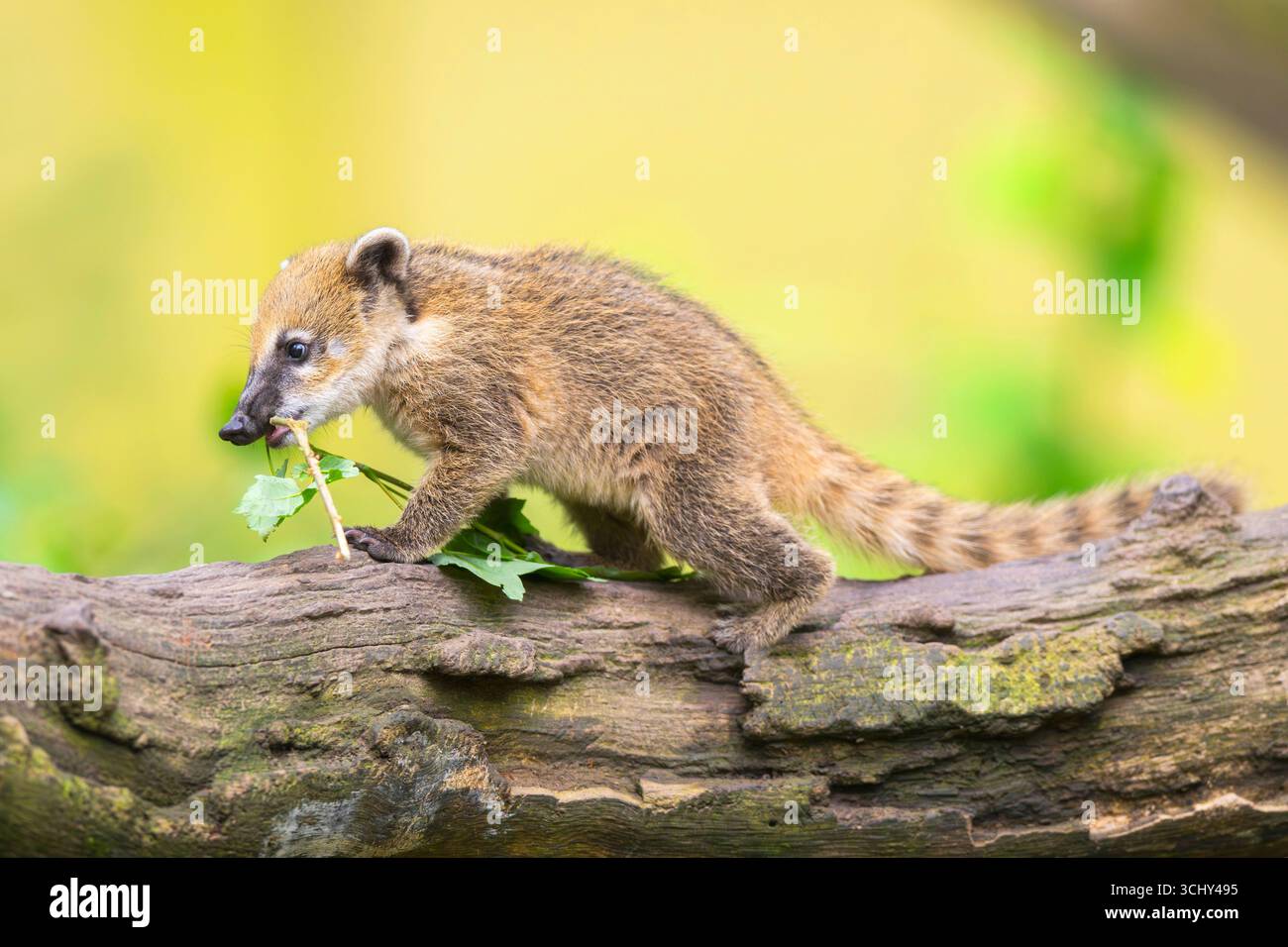 coatimundi, common coati, brown-nosed coati, South American coati, ring ...