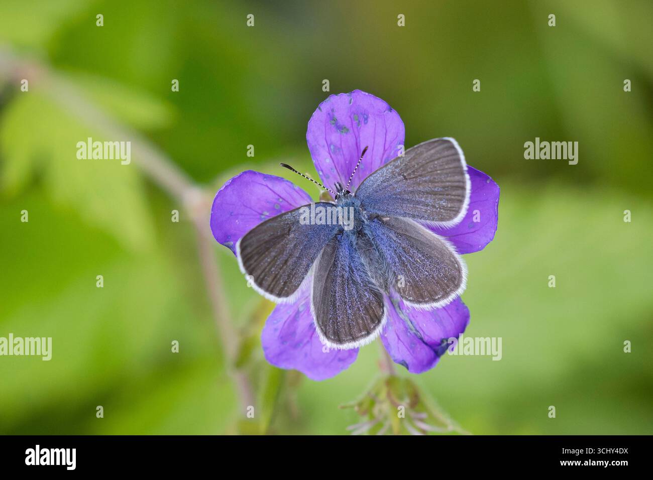 Cranberry Blue (Agriades optilete, Plebejus optilete, Plebeius optilete ...