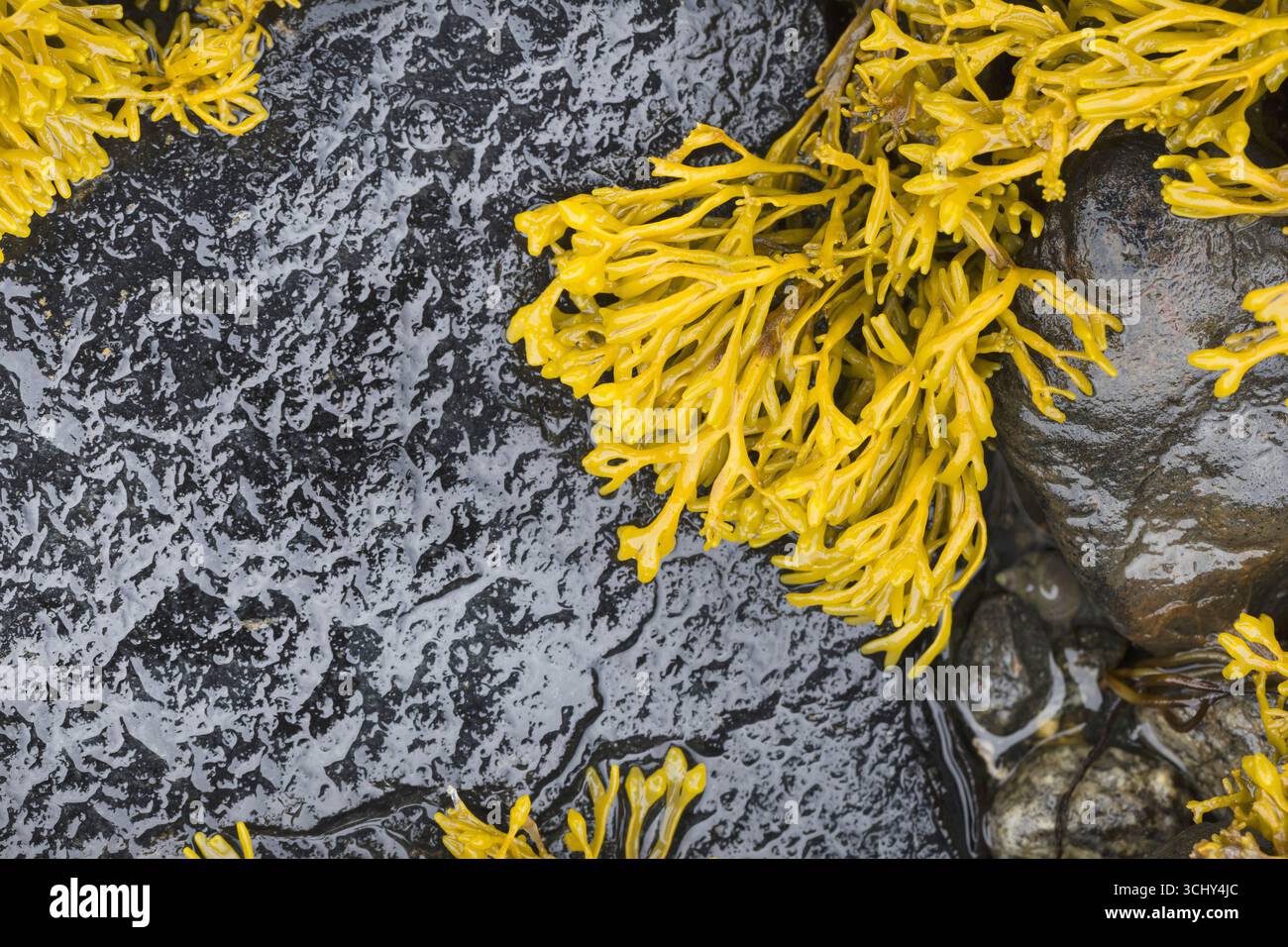 Channel wracks hi-res stock photography and images - Alamy