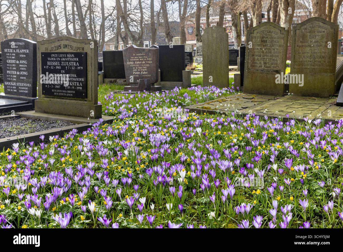 Crocus fields hi-res stock photography and images - Alamy