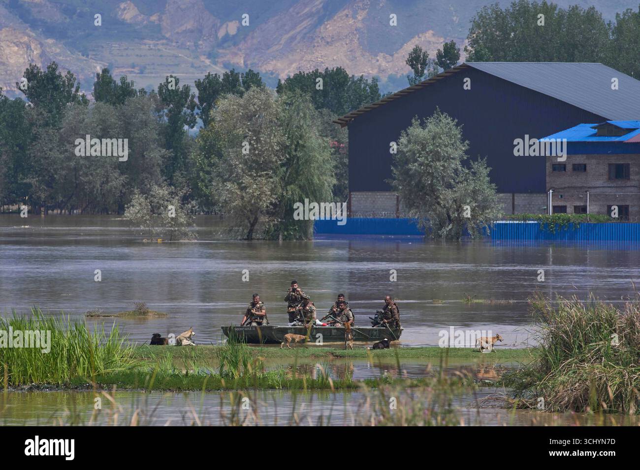 Indian army soldiers on a boat approach a group of dogs stranded by the ...