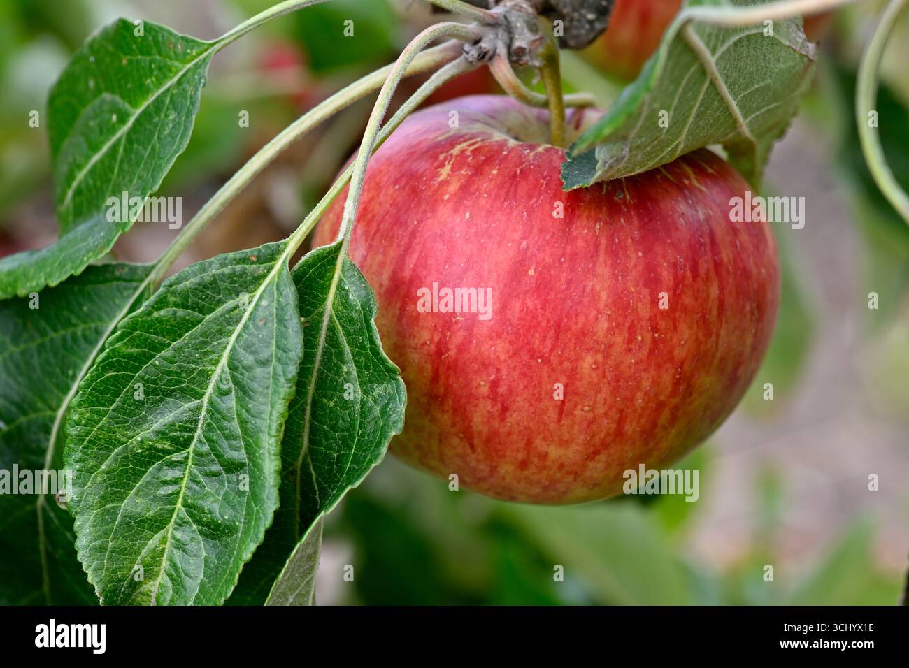 red summer fruit on apple tree Malus domestica Cevaal UK garden August ...
