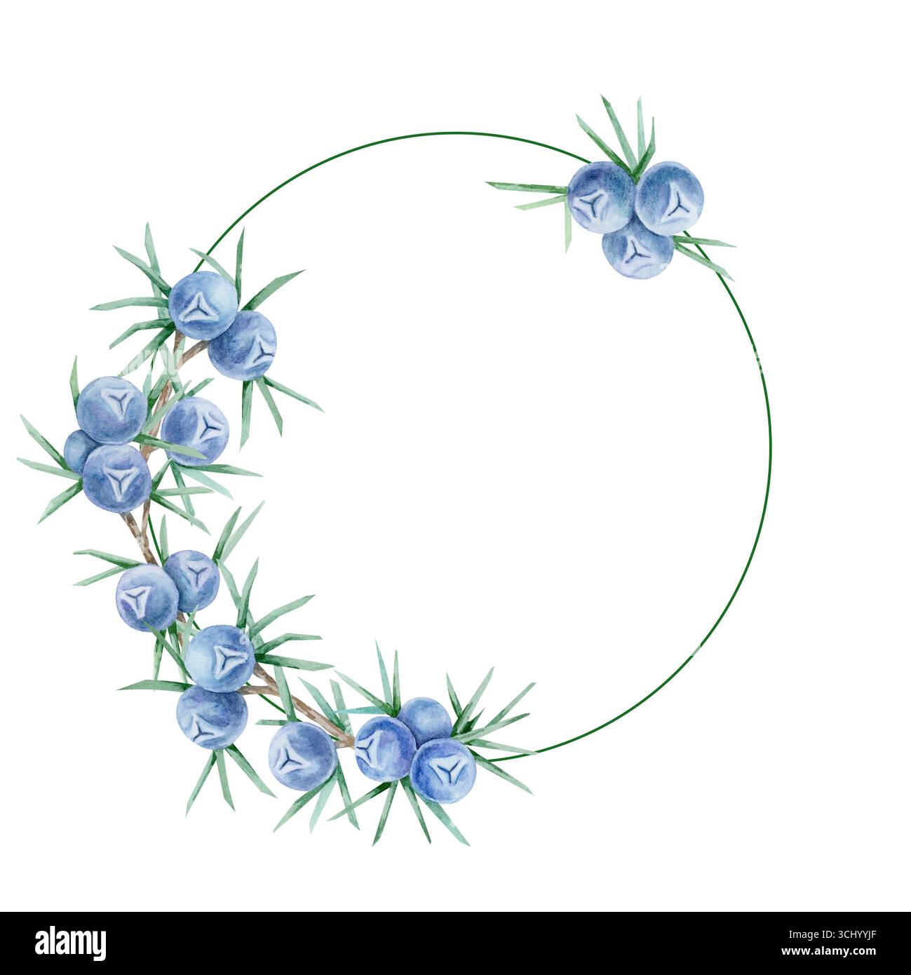 Minimal round frame with blue juniper berries and green branches in ...
