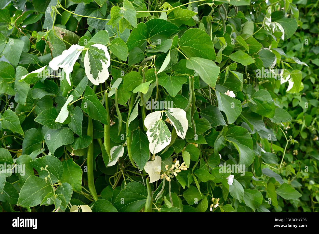 Runner bean plants with white summer flowers and variegated foliage UK ...