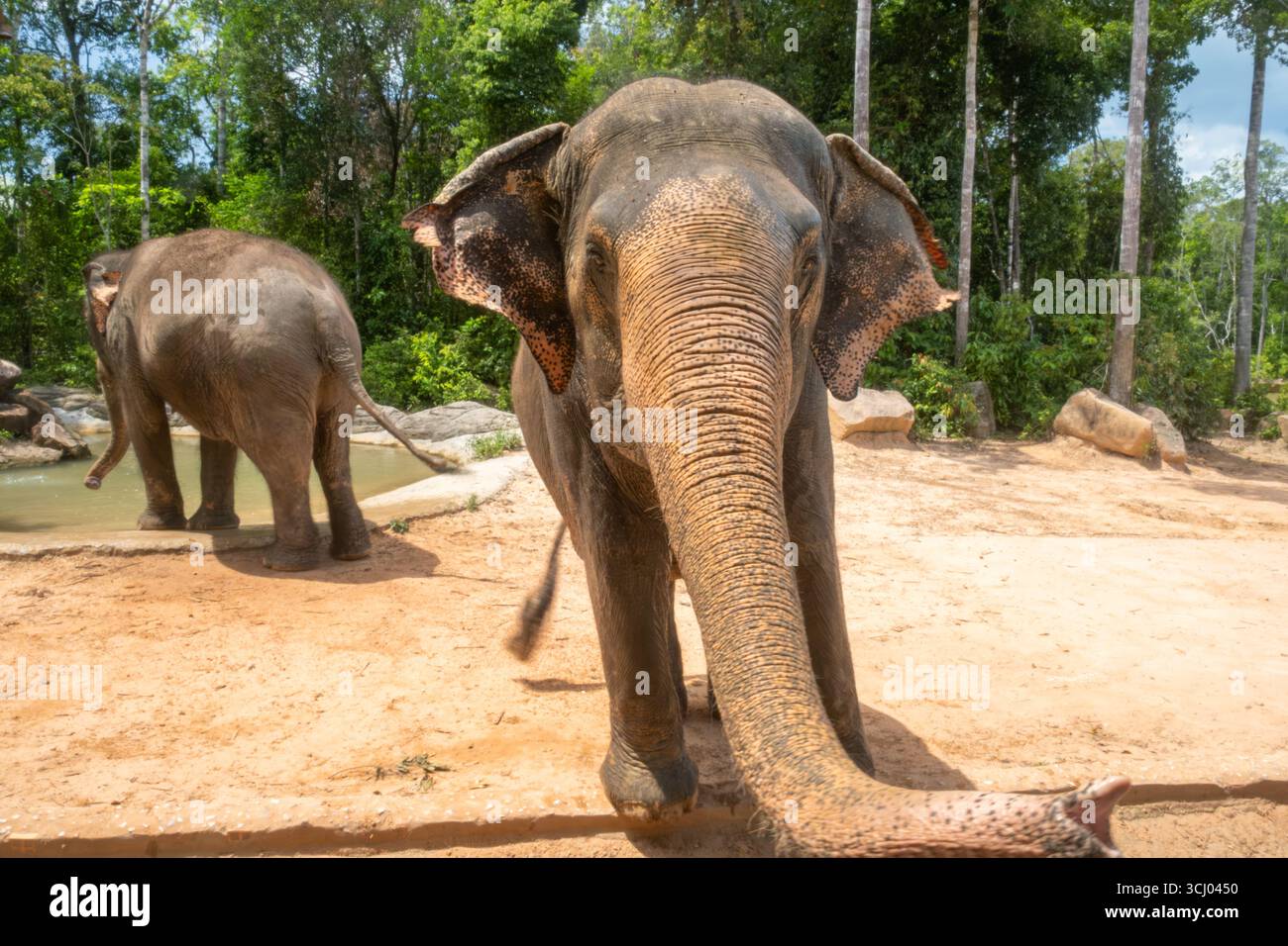 Asian elephant approaching the camera with another bathing in the ...
