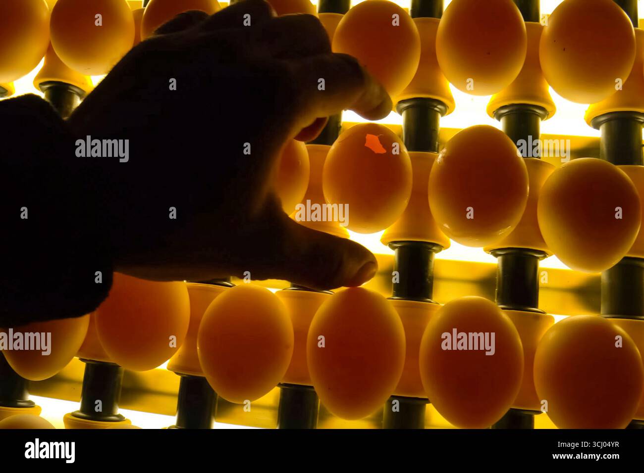 Male hand removing broken egg from batch on conveyor rejection line ...