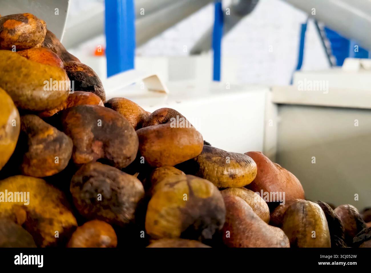 Cashew nuts processing at cashew production factory, conveyor lines and ...