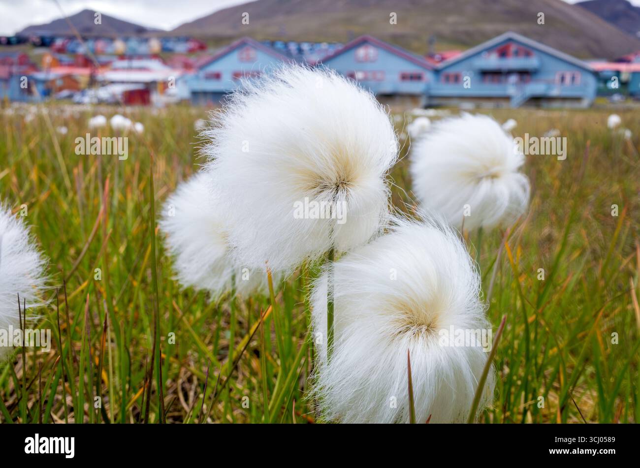 Seed starting science hi-res stock photography and images - Alamy