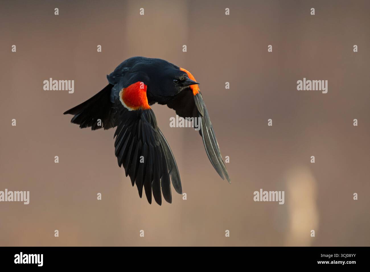 Red-winged Blackbird (Agelaius phoeniceus). April in Acadia National ...