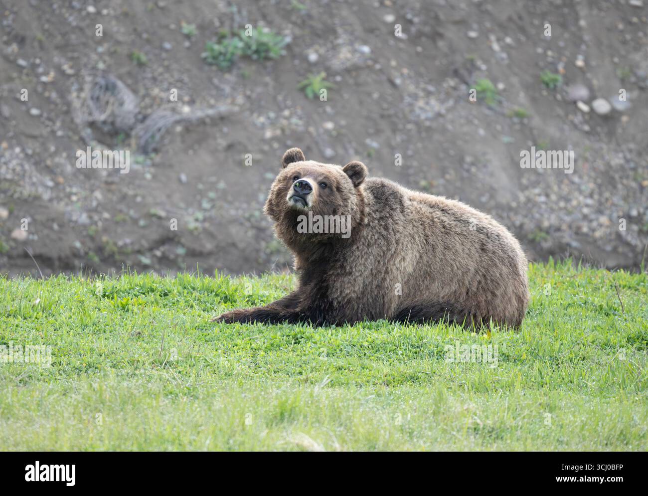 Grizzly Bear (Ursus arctos) boar. Early morning in late May in ...