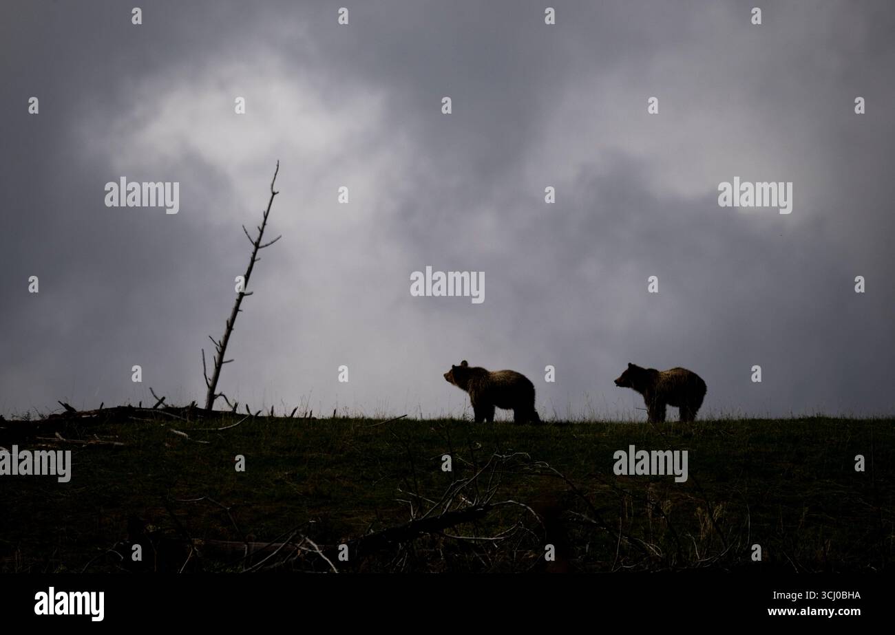 Grizzly Bear (Ursus arctos). Mating bears in late May in Yellowstone ...