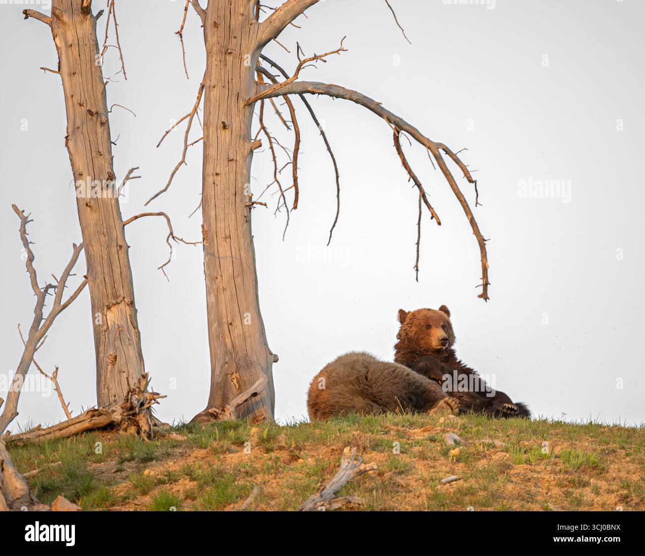 Grizzly Bear (Ursus arctos). Mating bears at sunset. Late May in ...