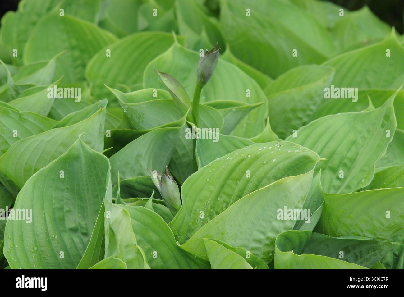 Hosta Sun and Substance. Large yellow, green leaves of Hosta Sun and ...