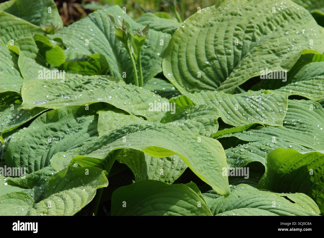 Hosta T Rex. Large, hardy Hosta T Rex sieboldiana plant in spring ...
