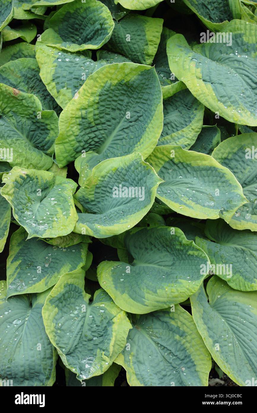 Hosta Frances Williams Stock Photo - Alamy