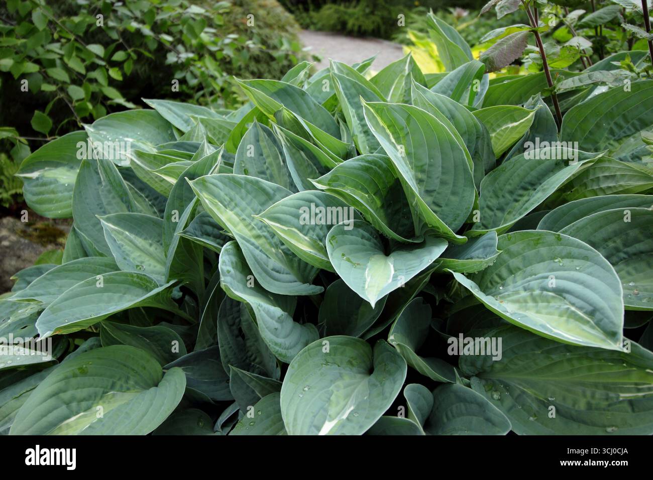 Hosta Kiwi Full Monty plant. Blue green leaves with central stripe of ...