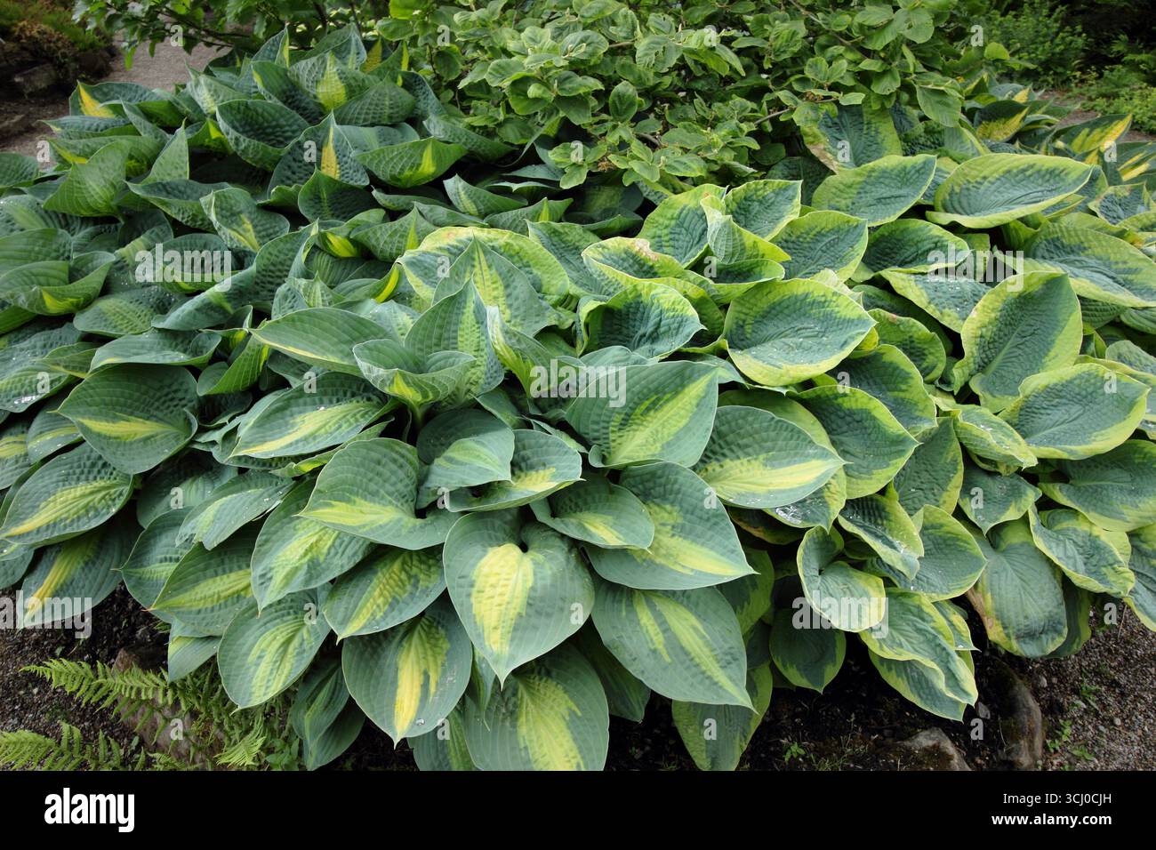 Hosta frances williams hi-res stock photography and images - Alamy