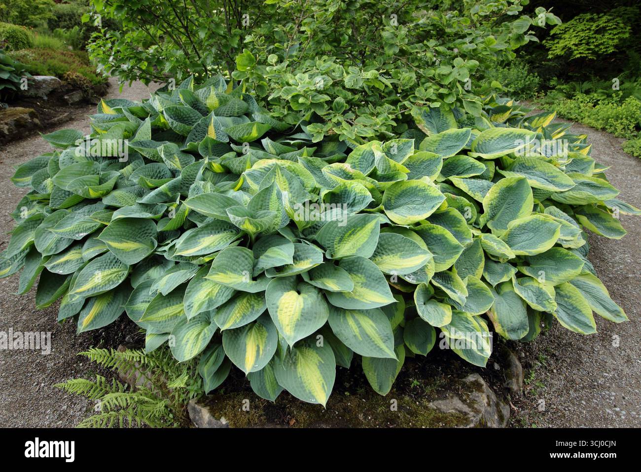 Hosta frances williams hi-res stock photography and images - Alamy