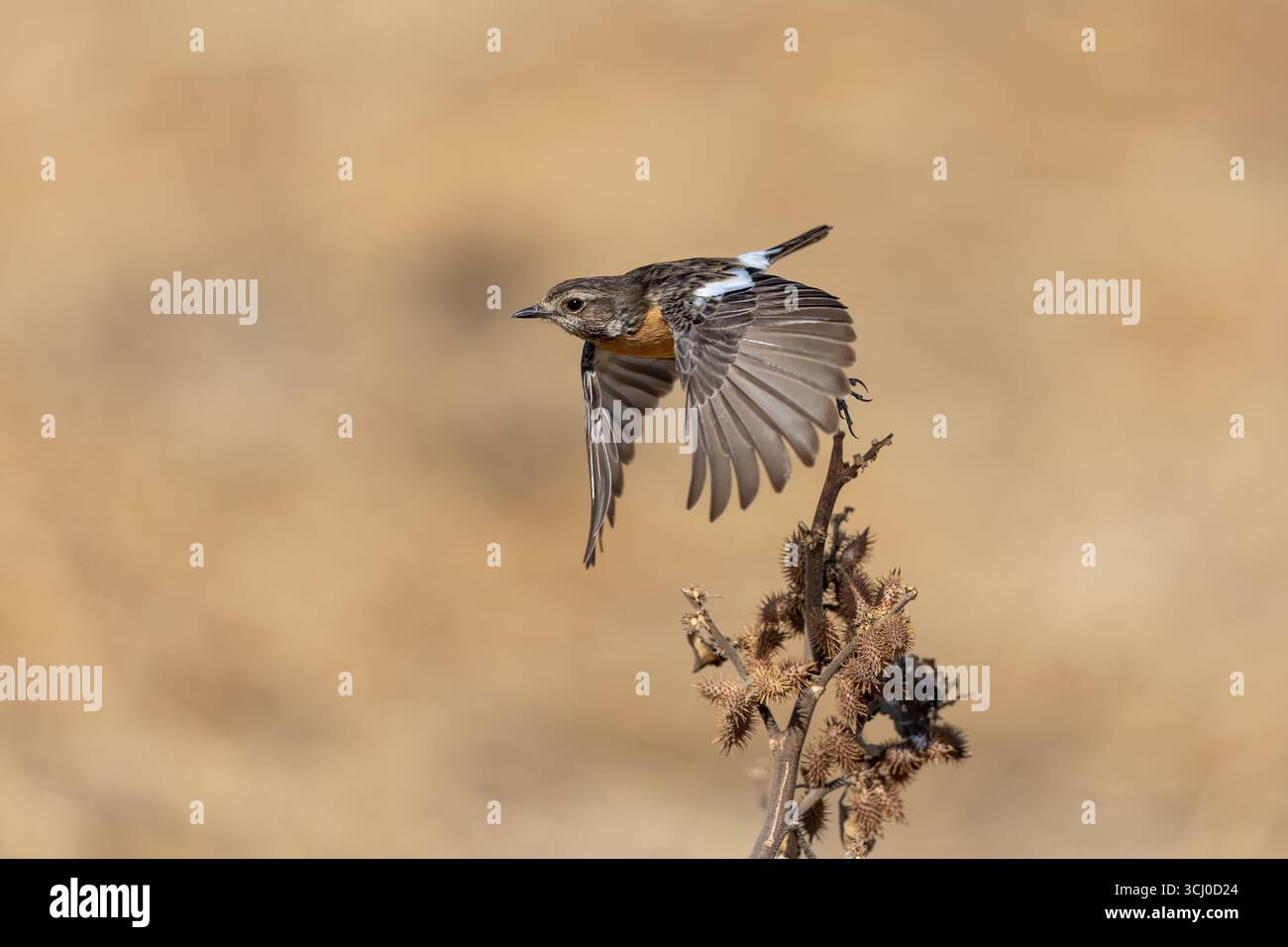 African stone chat (female) in post breeding plumage, Moremi Game ...
