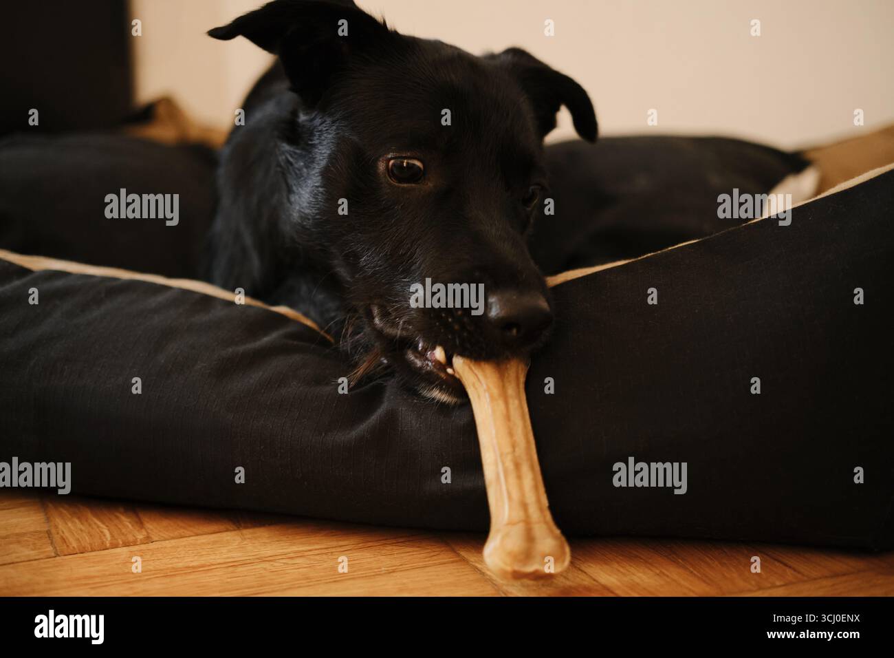 Dog brushes hi-res stock photography and images - Alamy