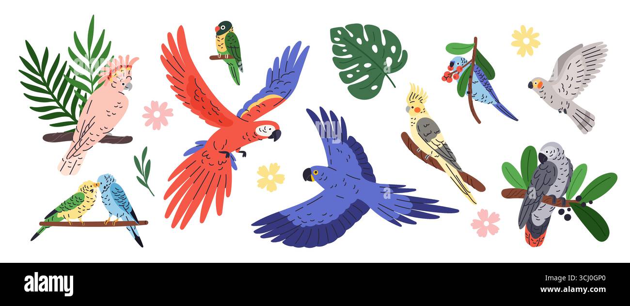 Parrots types. Exotic tropical birds, different poses, flying and ...
