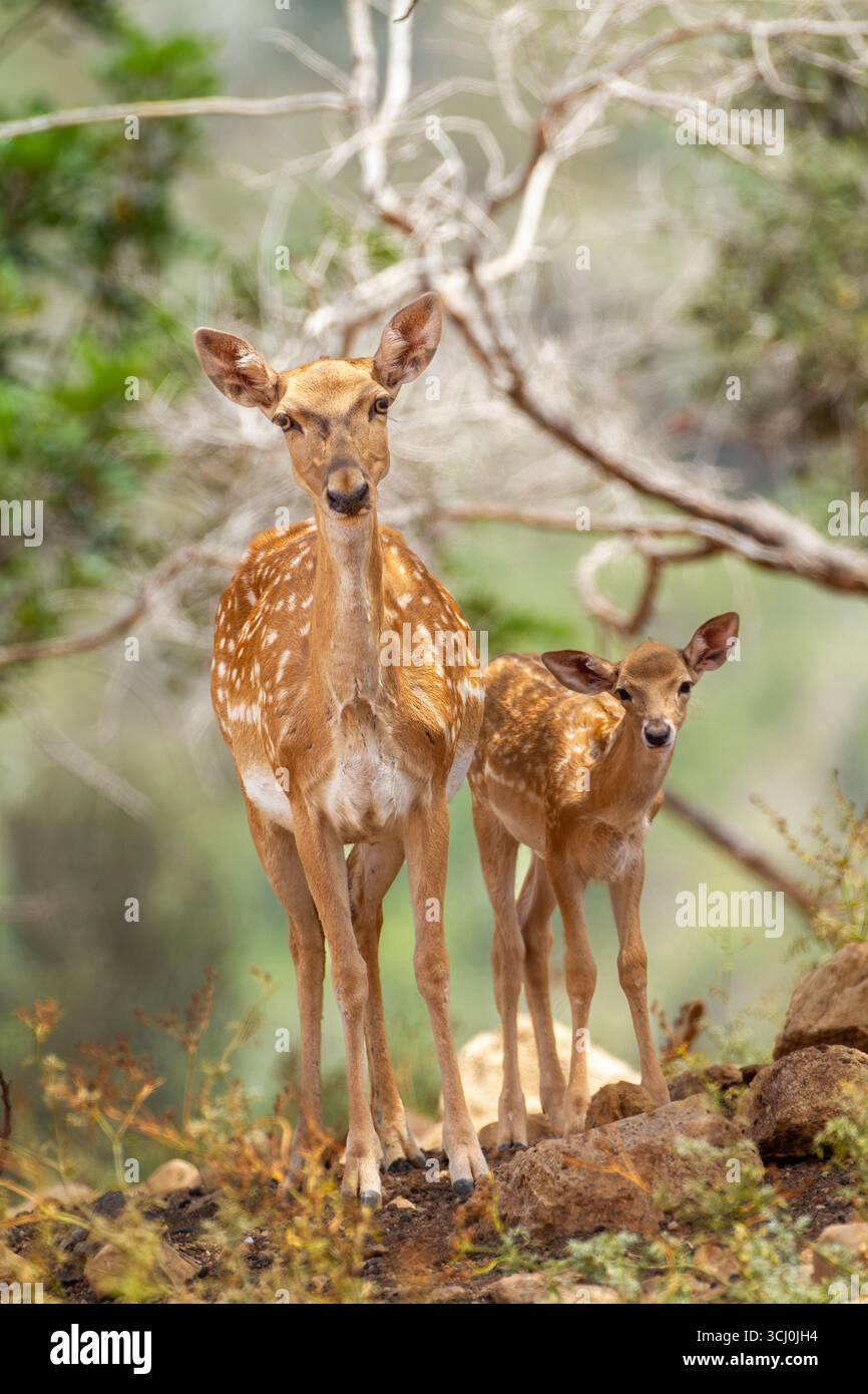 A female Persian fallow deer and her fawn in the reintroduction project ...
