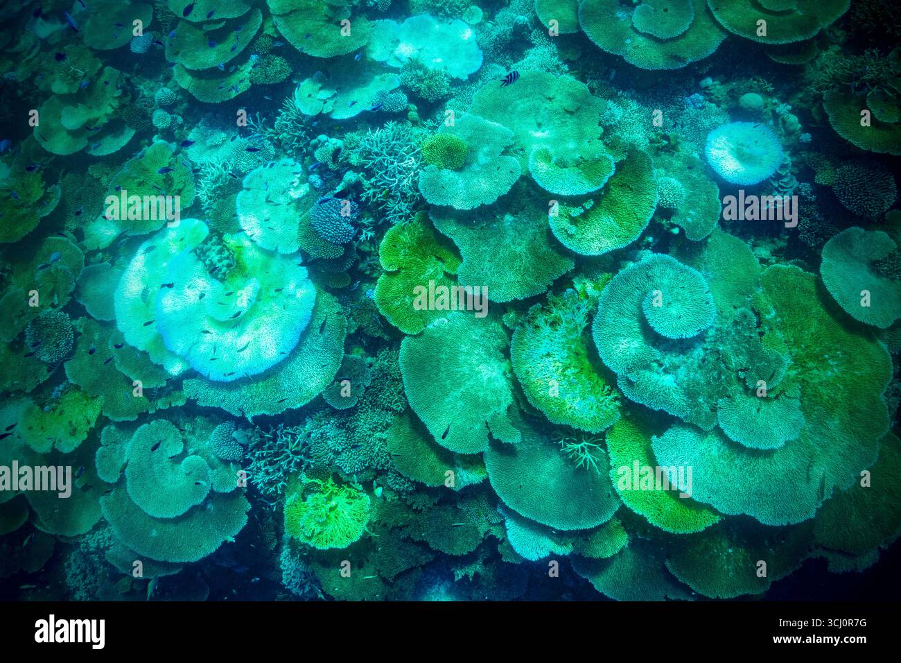 Overhead/underwater image showing pale/white coral colonies indicative ...